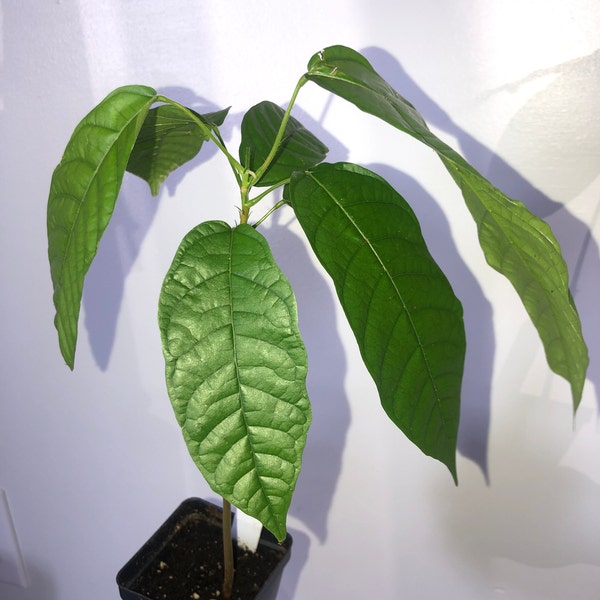 FORASTERO Theobroma Cacao Cocoa Chocolate Fruit Tropical Tree Potted ...