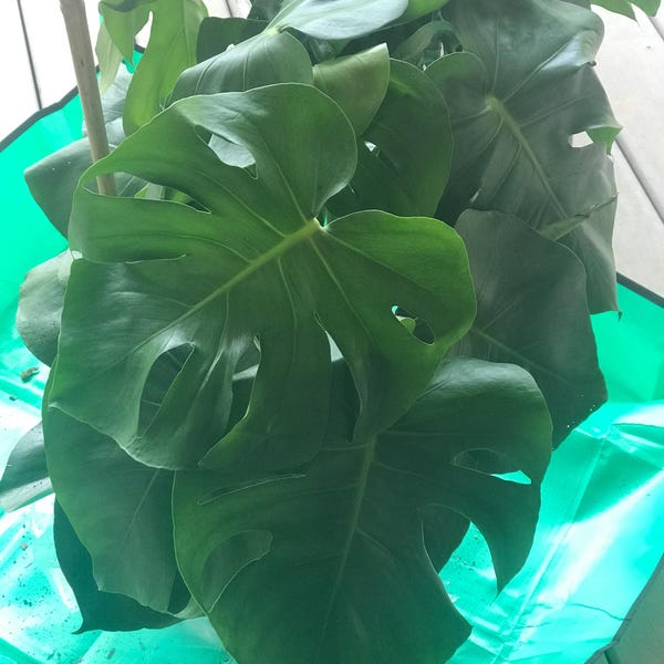 Monstera Deliciosa Large Tropical Split Leaf Plant 3 Gallon / 10" Pot ...