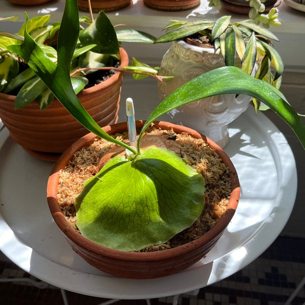TERRACOTTA FLOWER POT 18 Large Planter and Saucer Made of Porous Red ...