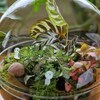 Plant Terrarium Kit Palm 3 Terrarium Plants Closed Terrarium Plants Do ...