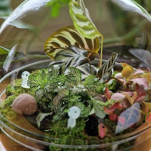 Plant Terrarium Kit Palm 3 Terrarium Plants Closed Terrarium Plants Do ...