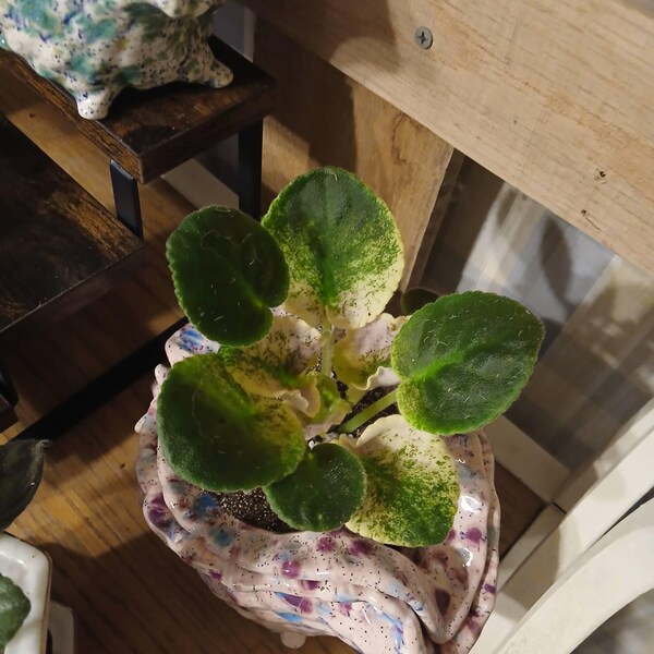 Hunter's Venom African Violet Live Plant, Young Starter in a 4" Pot ...