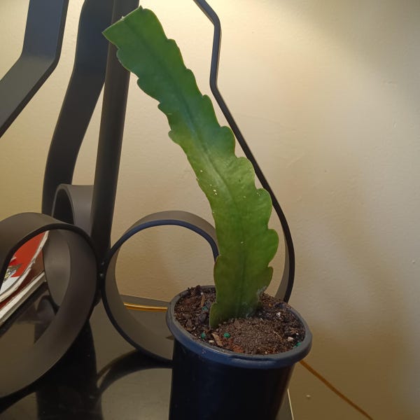 German Empress Epiphyllum 1 Cutting disocactus Phyllanthoides 6 8 ...