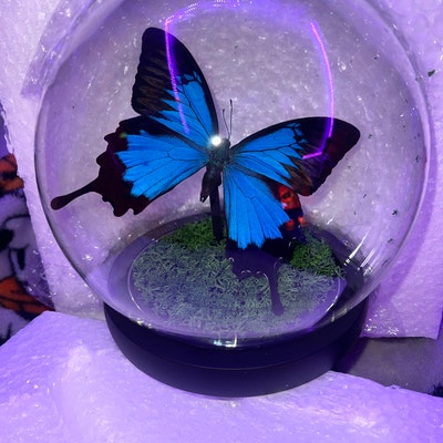 Preserved Blue Morpho Menelaus Butterflies in Glass Dome - Etsy