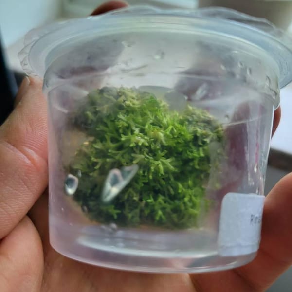 Flame Moss Taxiphyllum Freshwater Aquatic Aquarium Plant, Asian Flame ...