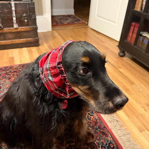 Snood for Cocker Spaniel - Etsy