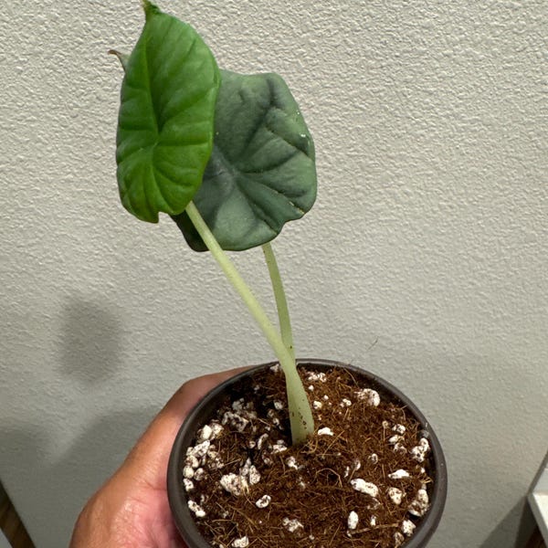 Philodendron Birkin Galaxy Starter Plant ALL STARTER PLANTS Require You ...