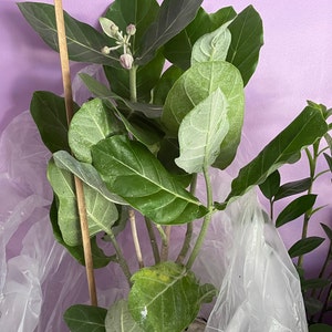 AMLA Live Plant Aka Emblica Officinalis Indian Gooseberry - Etsy