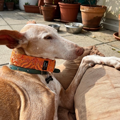 Martingale Collar, Dog Collar, Sighthound Collar, Galgo Collar ...