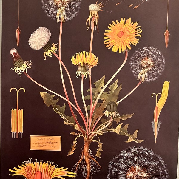 Dandelion Poster | Dandelion Print | Dandelion Wall Art | Dandelion ...