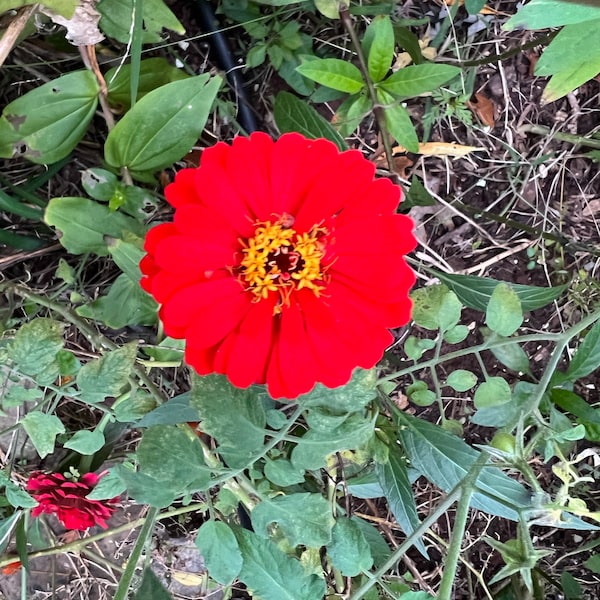 50 CAROUSEL MIX ZINNIA Elegans Carrousel Whirligig Mixed Colors Bicolor ...