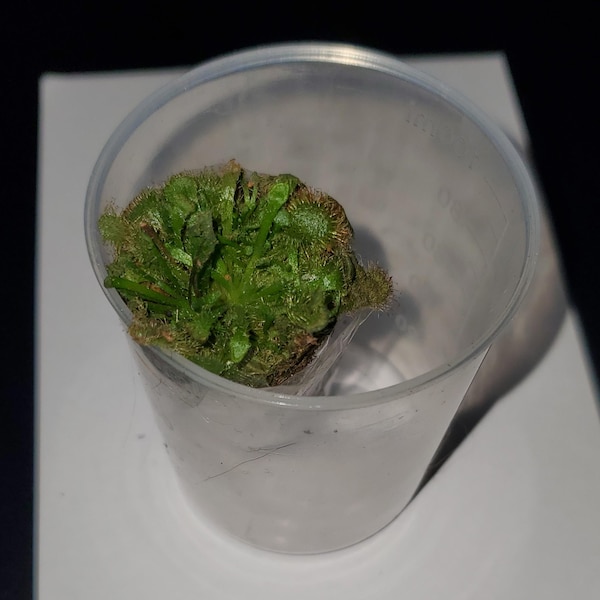 Philodendron Birkin Galaxy Starter Plant ALL STARTER PLANTS Require You ...