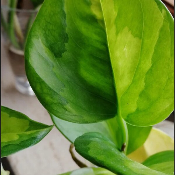 Transparent Pot for Interior Plants 12 Cm Clear Plastic Pots for Plant ...