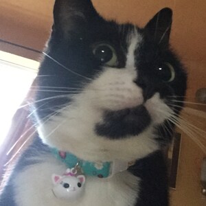 Cat Collar Aqua Floral With White Cat Bell Safety Release - Etsy