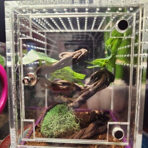 Deluxe Isopod Starter Kit Isopod Terrarium Kit for Isopods With Isopod ...