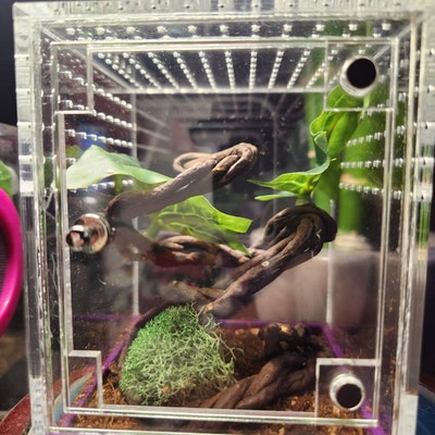 Deluxe Isopod Starter Kit Isopod Terrarium Kit for Isopods With Isopod ...