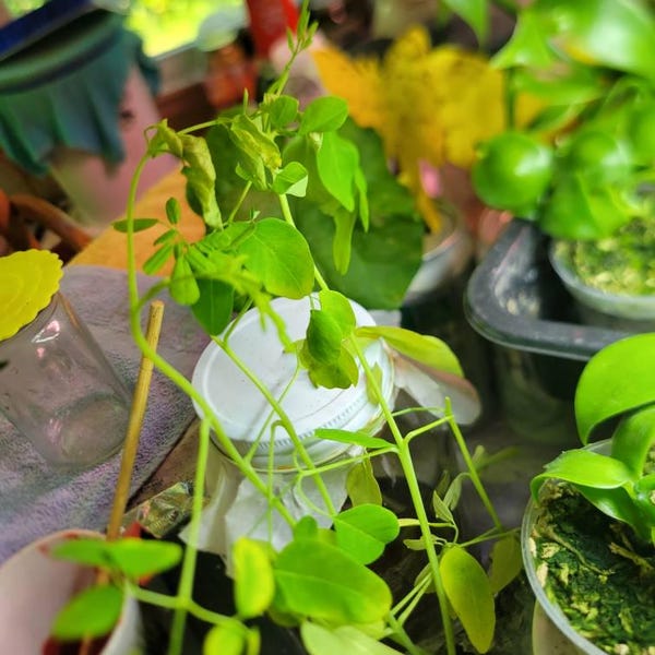 Moringa Oleifera Seeds - Drumstick Seeds - Malunggay Seeds - Miracle ...