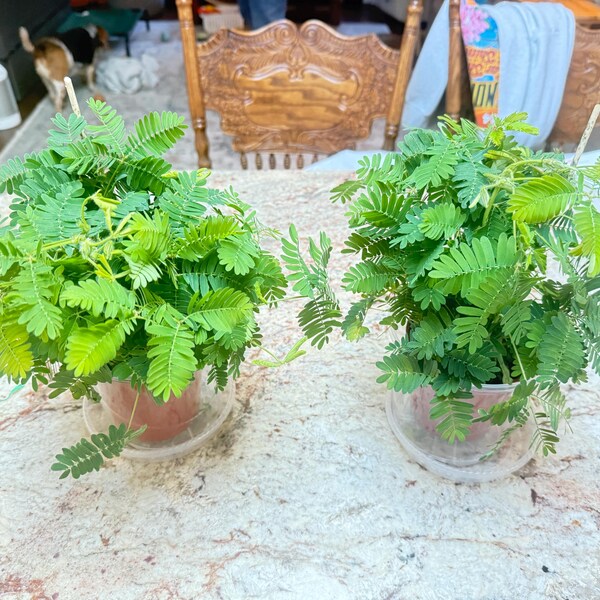 Sensitive Plant | Mimosa Pudica | Rare Plant | Tropical Plant | Live ...