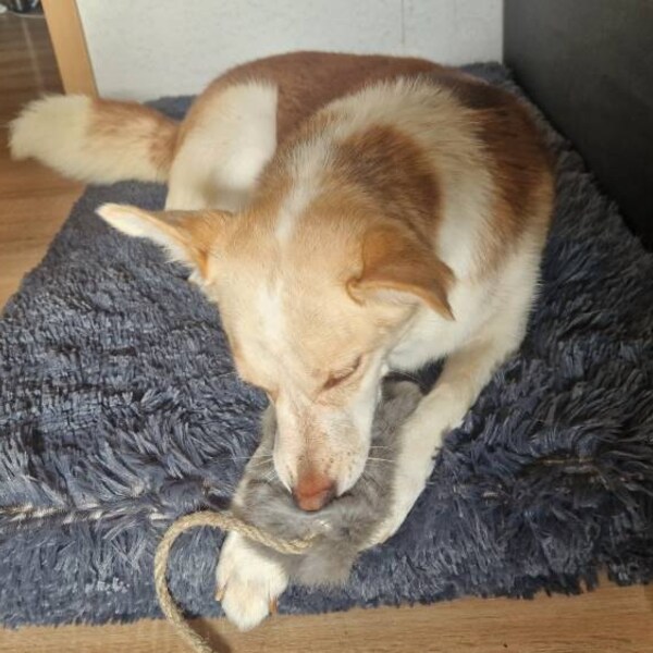 Natural Rabbit Fur and Linen Rope Dog Toy for Tug-of-war and Chasing ...