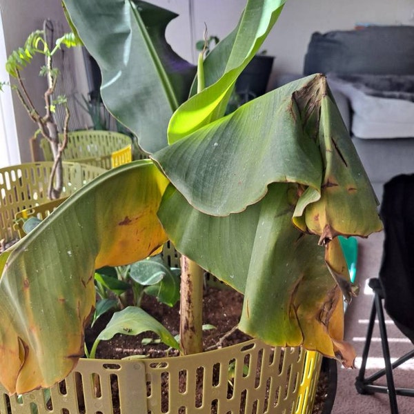 Ajuga Feathered Friends fierce Falcon Plant in 3 1/2 Pot Perennial ...