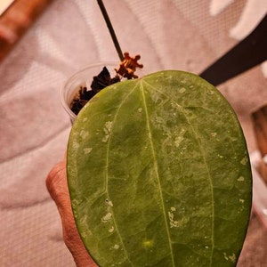 E0099 Rare Hoya Bahoi Rooted HUGE LEAVES - Etsy
