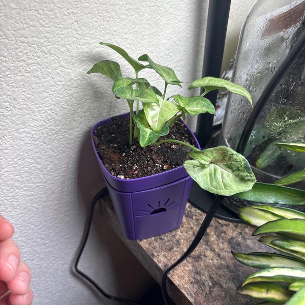 Live House Plant Bloom Fuchsia African Violet Harmony’s ‘vat Real Life ...