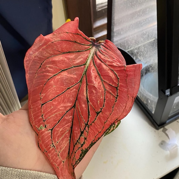Pink Princess Symphony Caladium Live Bulb, Starter Plant for Spring ...