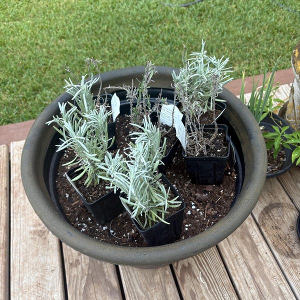 Buddleia Violet Cascade (butterfly Bush) - 3 Well Rooted Starter Plants ...