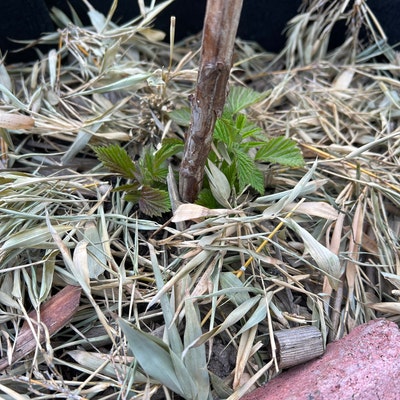 2 Raspberry Plants Joan J Completely Thornless, Everbearing, High ...