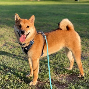 Custom Biothane Training Tab - Etsy