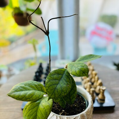 Hoya Kalimantan UT-158 in 4.5pots Rare Hoya Wax Plant Veined Attractive ...