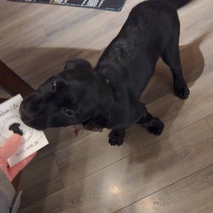 Black Labrador Puppy Enamel Pin Badge - Etsy