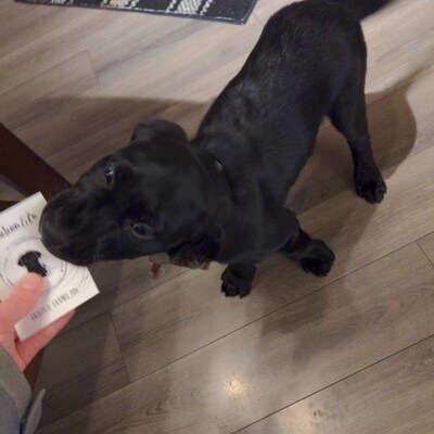 Black Labrador Puppy Enamel Pin Badge - Etsy