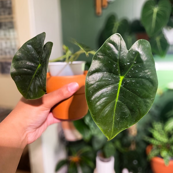 Alocasia 'golden Bone' Starter Plant - Etsy