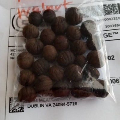 Seeds. Anacacho Orchid Bauhinia Lunaroides Tree - Etsy