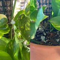 Propagation Pins - Moss Pole Pins - Allow a Little More Flair to Your ...