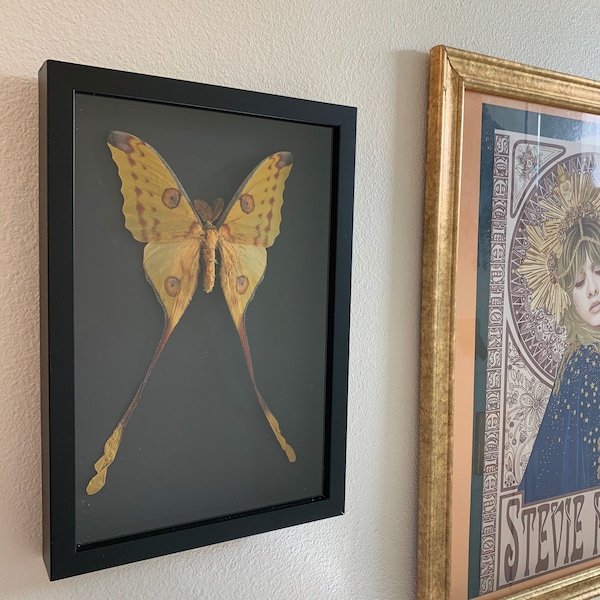 Real Framed Comet Moth (M) - Etsy