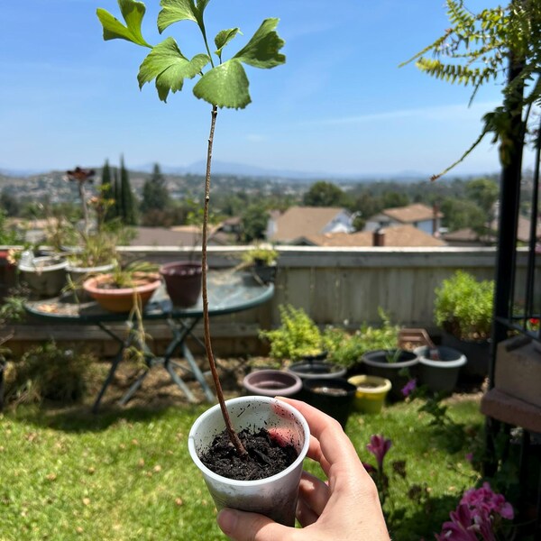 Northern Catalpa Tree Seeds (catalpa Speciosa) 50 + Seeds Stunning Blooms Easy Fast-growing Tree ...