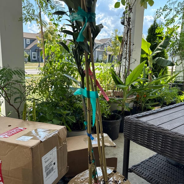 Strawberry Tree- 1 Gallon- 2 Feet Tall- Muntingia Calabura- Jamaican Cherry- Exotic Fruit Tree ...