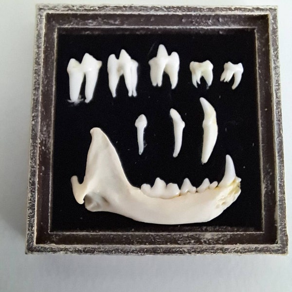 12th Scale Wooden Display of Blue Ray Limpet Shells Hamish Mcduncle's ...