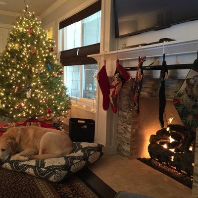 Yellow Lab Dog Stocking Personalized Needlepoint Christmas Stockings ...