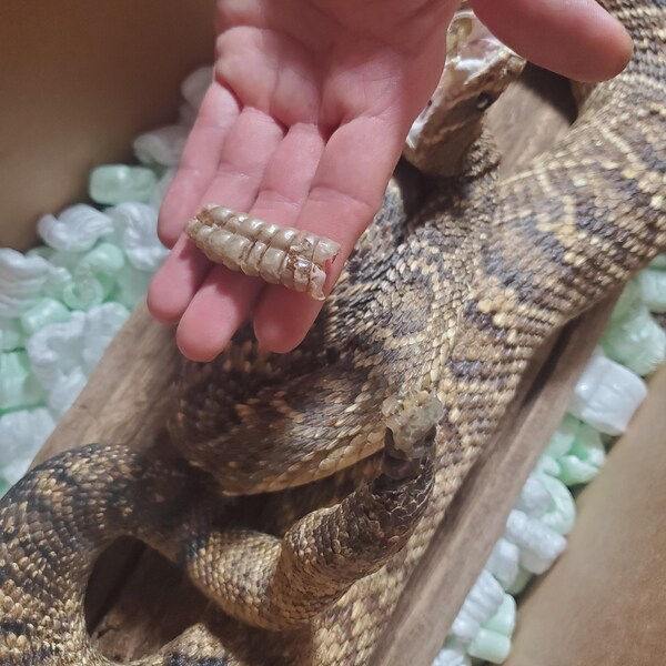 Beautiful Adorable Chipmunk Small Animal Taxidermy Mount Art Wildlife ...