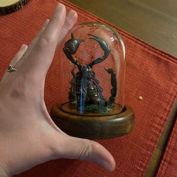 Scorpion in a Small Dome Wall Decor Real Taxidermy Wall Art Home ...