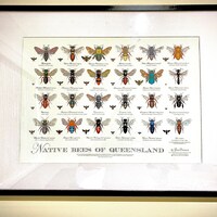 Native Bees of Western Australia Poster - Etsy Australia