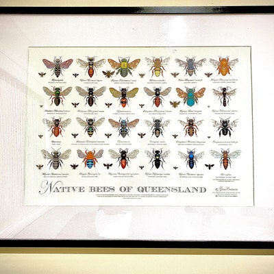 Native Bees of Tasmania Poster - Etsy Australia
