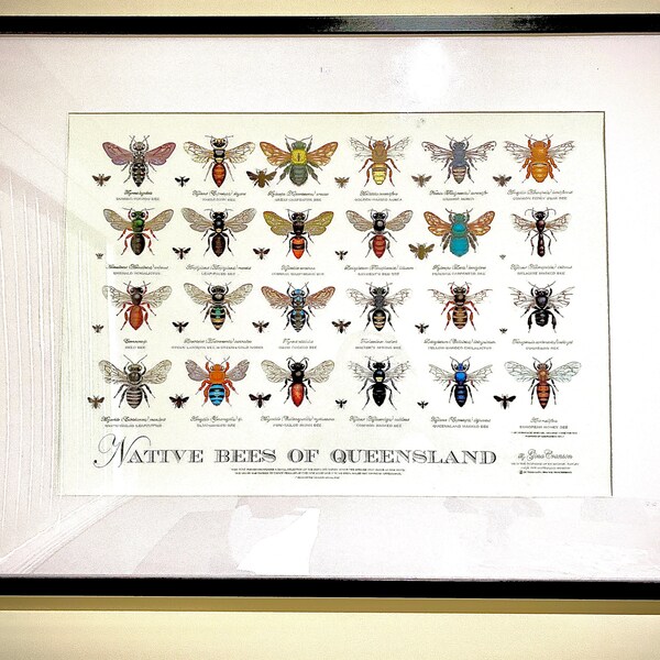 Native Bees of Queensland Poster (third Edition) - Etsy Australia