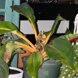 Onc. Sharry Baby RED FANTASY Frangrance Live Plant 3 Pot. Great ...