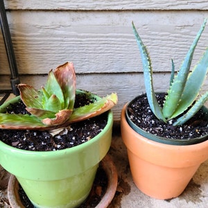 Aloe swordfish 1 Plant PPAF Hybrid , Fully Rooted, Flowering Succulent ...