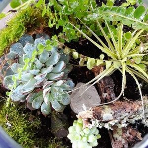 Horticultural Charcoal Soil Purifier and Aerator Terrarium | Etsy
