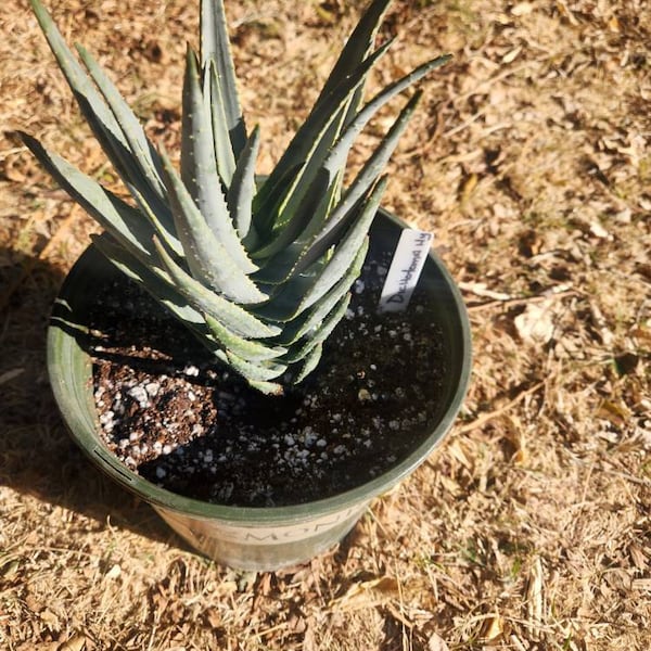 2g Aloe Moonglow Hybrid.beautiful Yellow Glowing Blooms Can Be Expected ...